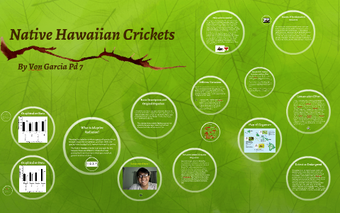 Native Hawaiian Crickets by V Garcia on Prezi