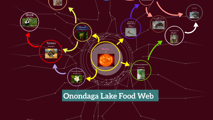 Onondaga Lake Food Web by Ryan Zajac on Prezi