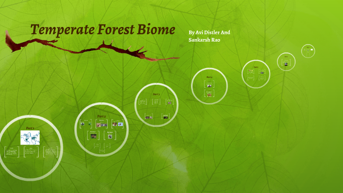 Temperate Forest Biome by Avi Distler on Prezi