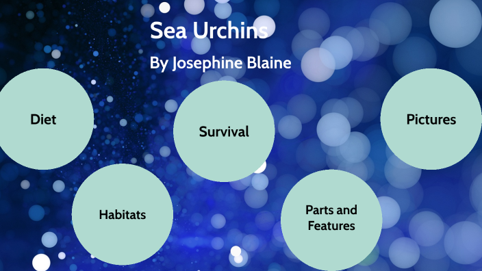 Sea Urchins by Josephine Blaine on Prezi