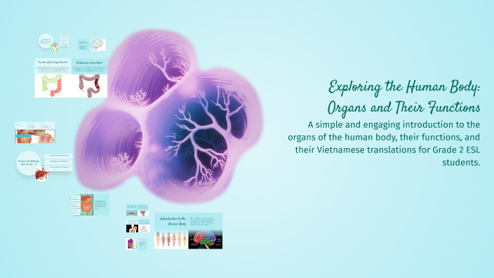 Exploring the Human Body: Organs and Their Functions by Jason Harding ...