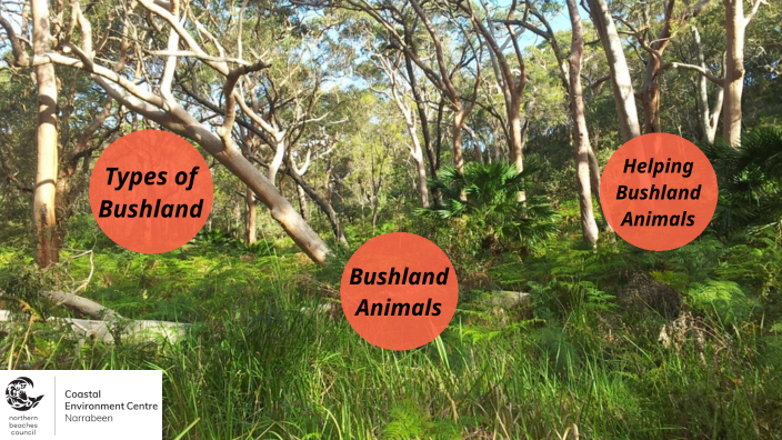 Bushland Animals by Hope Campbell on Prezi