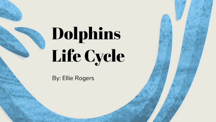 Dolphins Life Cycle by Ellie Rogers on Prezi