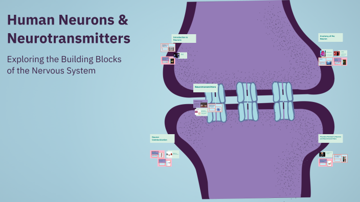 Human Neurons & Neurotransmitters by Meow Less Ow on Prezi