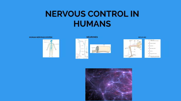 nervous control in humans by jose maria on Prezi