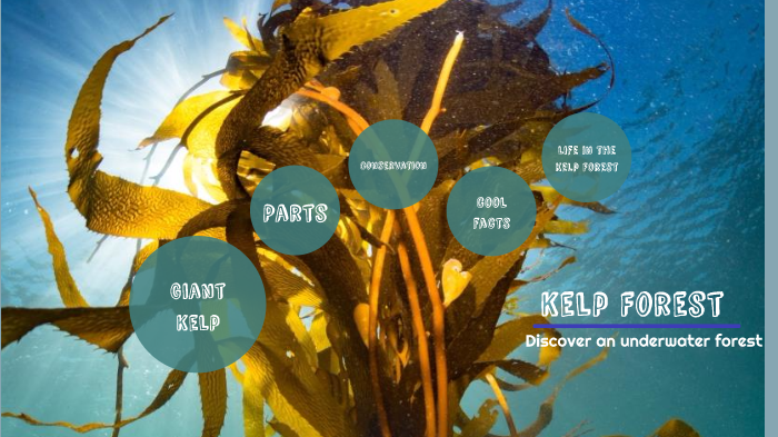 Kelp Forest by Michelle Scianna on Prezi