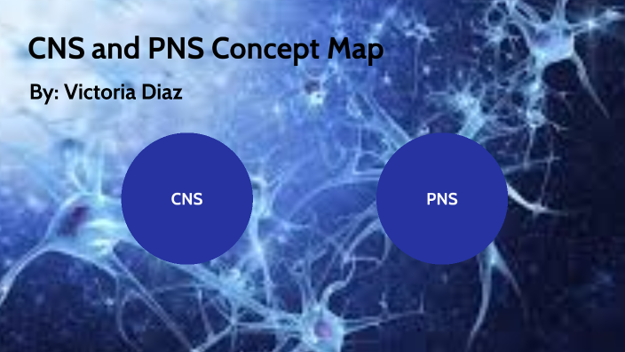 CNS and PNS Concept Map by Victoria Diaz on Prezi