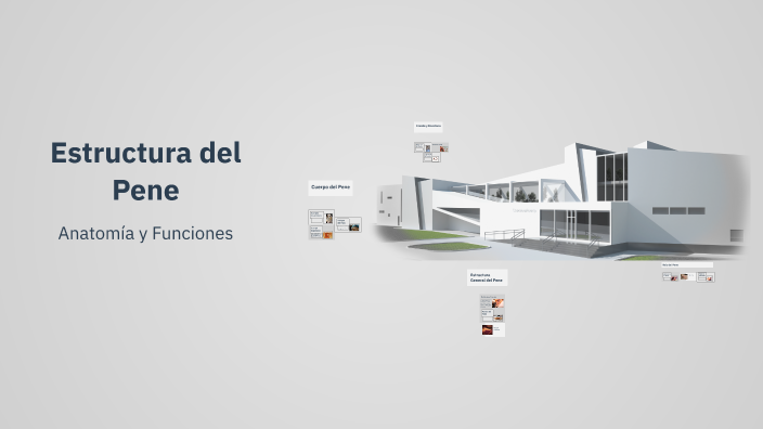 Estructura del Pene by Meredith Rojas on Prezi
