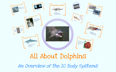 All About Dolphins-Body Systems by MeganAnn Cappuccino on Prezi
