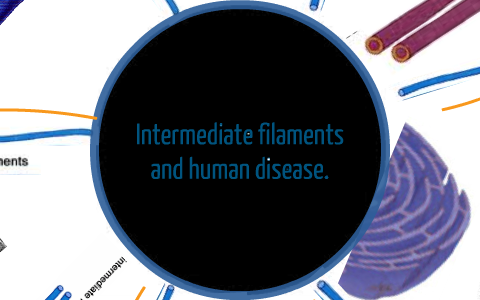Intermediate filaments and human disease by Group 11 on Prezi