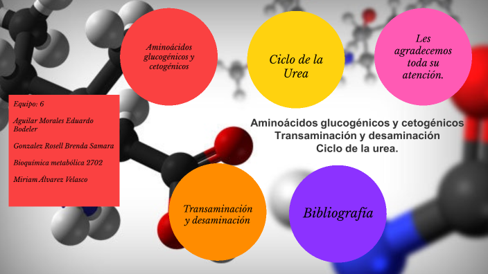 Aminoácidos glucogénicos y cetogénicos Transaminación y desaminación ...