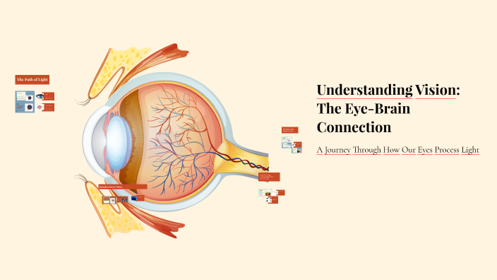Understanding Vision: The Eye-Brain Connection by Michelle C on Prezi