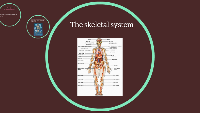 The skeletal system by marlin pitts on Prezi