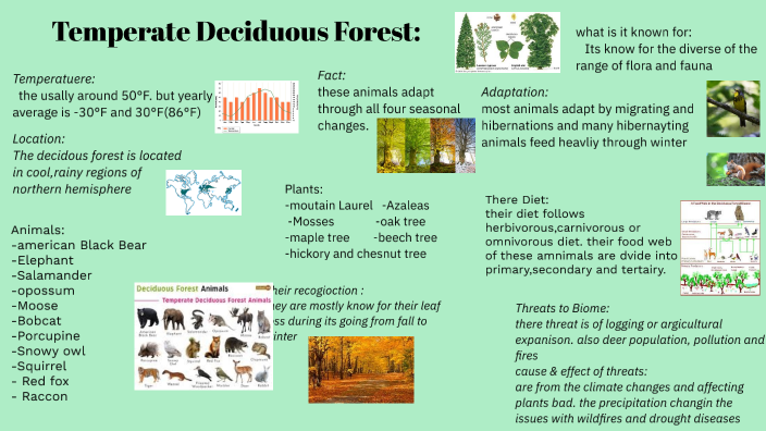Temperate Deciduous Forest by Jasmin Vazquez tellez on Prezi