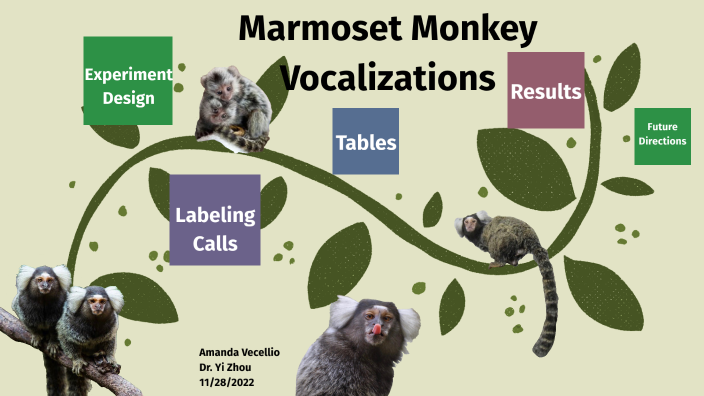Marmoset Monkey Vocalizations by Amanda Vecellio on Prezi