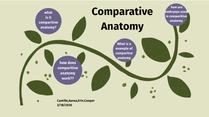 Comparative Anatomy by Aurea Reyes on Prezi