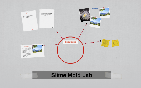 Slime Mold Lab by Jack Plitt on Prezi