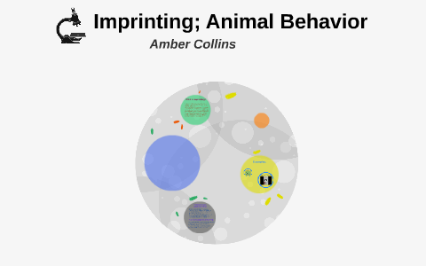 Imprinting; Animal Behavior by Amber Collins on Prezi