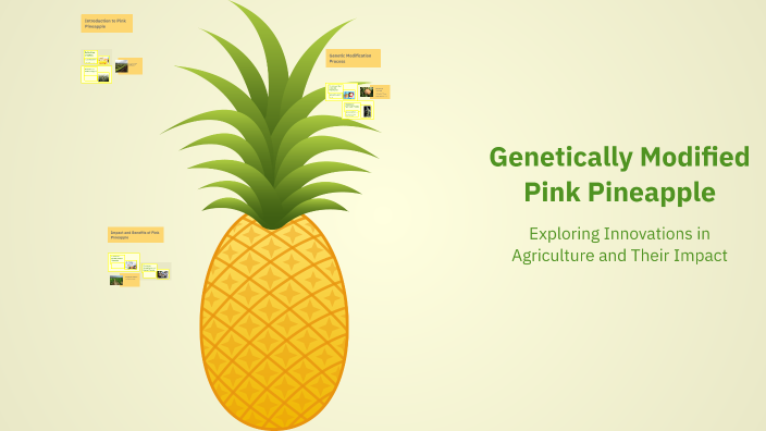 Genetically Modified Pink Pineapple by LAWRENCE ODELL on Prezi