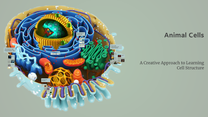 How to Make a 3D Model of an Animal Cell Using Recyclables by Tamsyn ...