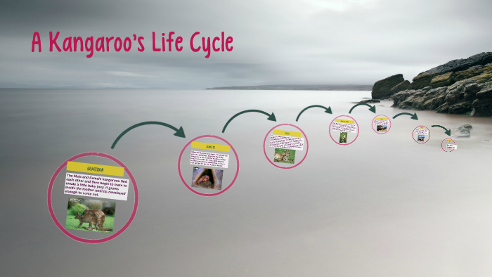 A Kangaroo's Life Cycle by Zoe Tauber on Prezi