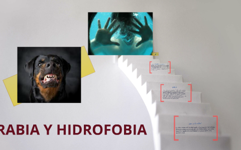 RABIA Y HIDROFOBIA by maria fernanda cruz ramirez on Prezi
