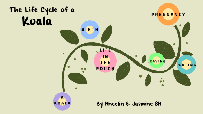 Life Cycle of a Koala by AncelinMary Srampickal on Prezi