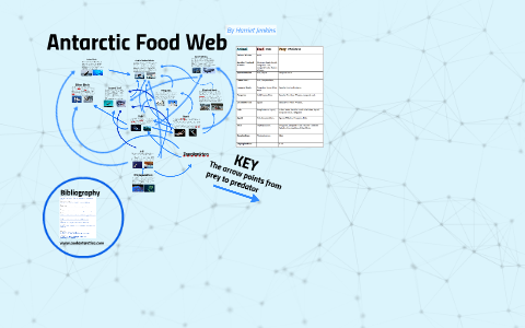 Antarctic Food Web by Harriet Jenkins on Prezi