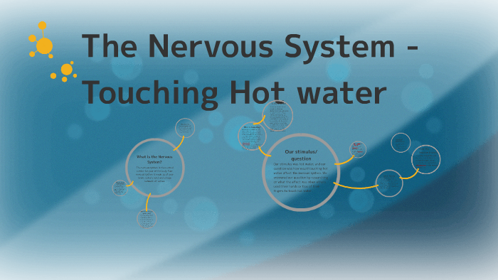 The Nervous System - Touching Hot water by Seher Singh on Prezi