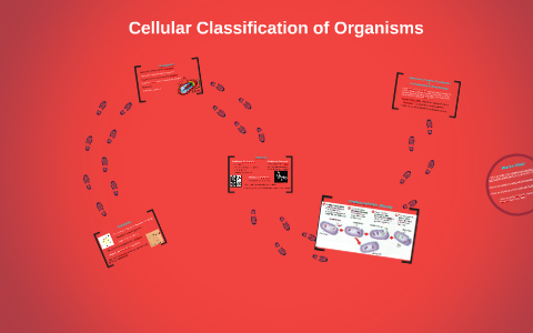 Cellular Classification of Organisms by JAKE MCCLELLAND on Prezi