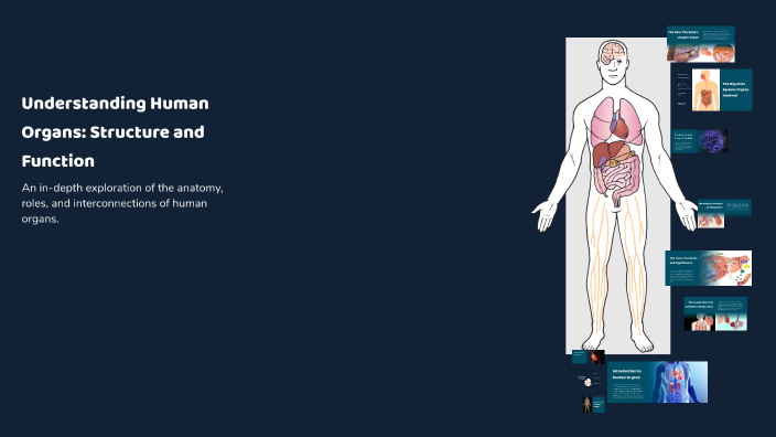 Understanding Human Organs: Structure and Function by HASSAN ABBAS on Prezi