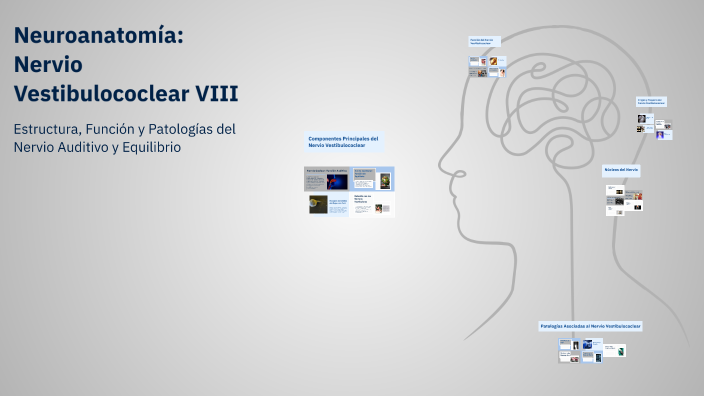 Neuroanatomía Nervio Vestibulococlear Viii By Minett Gómez On Prezi