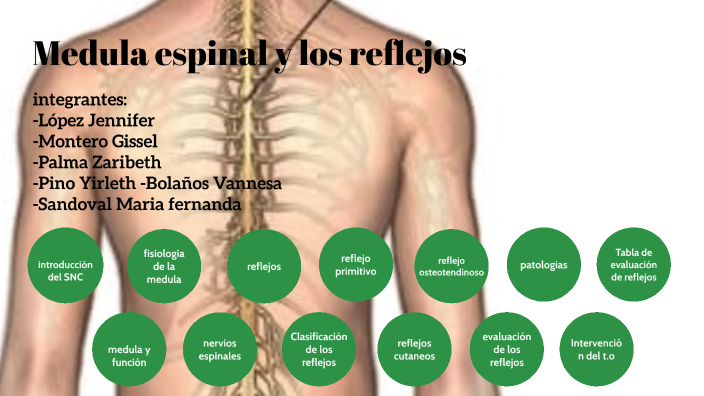 Medula espinal y reflejos by Gissel Montero on Prezi