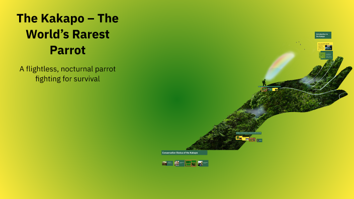 The Kakapo – The World’s Rarest Parrot by Christian Capurso on Prezi