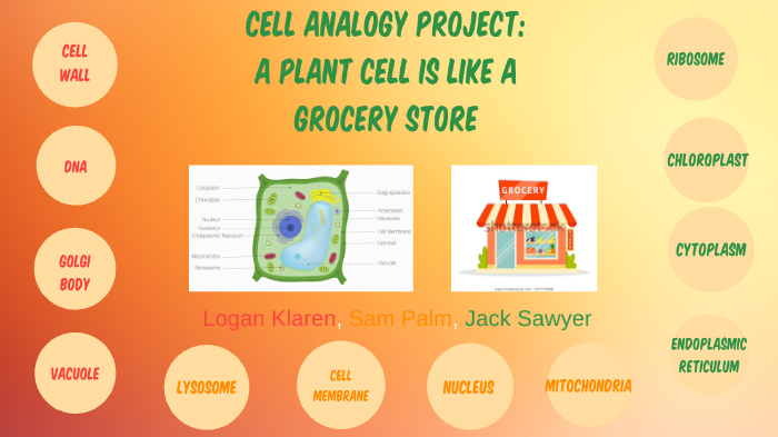 Cell Analogy Project-A Plant Cell Is Like A Grocery Store by Logan ...