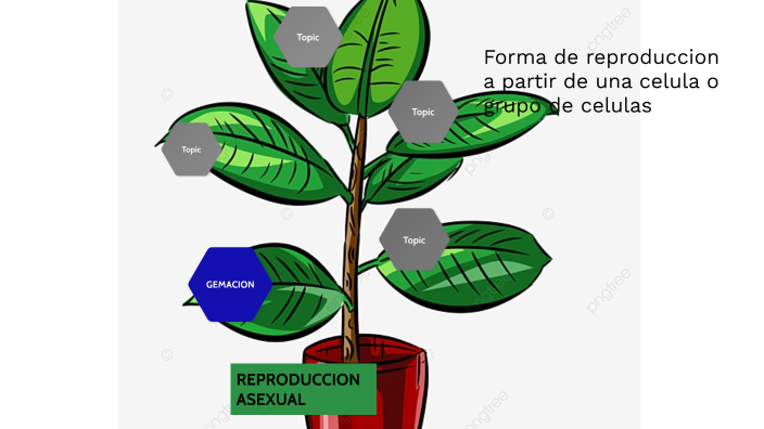 Reproduccion asexual by Diego Campos on Prezi