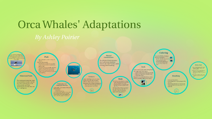Orca Whales' Adaptations by Ashley Poirier on Prezi