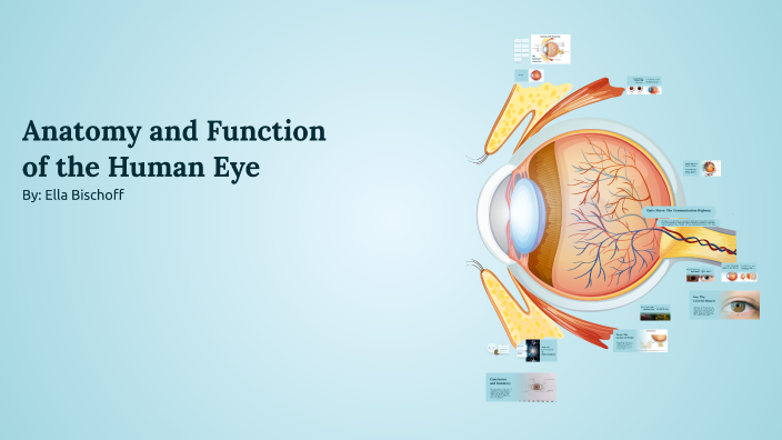 Understanding the Eye: Anatomy and Function by Ella Bischoff on Prezi