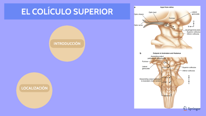 EL COLÍCULO SUPERIOR by Jade Daniela Madroñero on Prezi