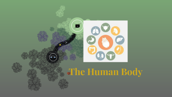 The Human Body by Anna Pass on Prezi