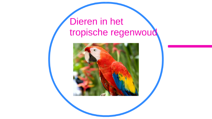 Dieren in het tropische regenwoud by pin koz on Prezi