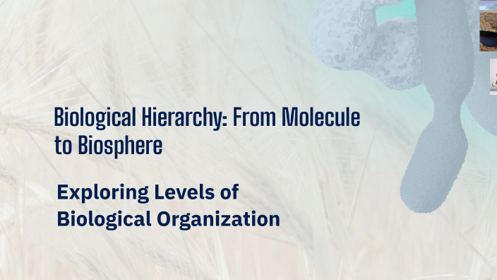 Biological Hierarchy: From Molecule to Biosphere by Maxwell Ornstein on ...
