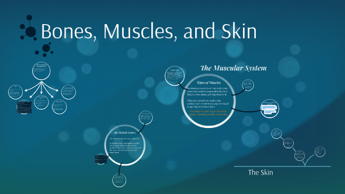 Bones, Muscles, and Skin by Katlyn Simcoe on Prezi