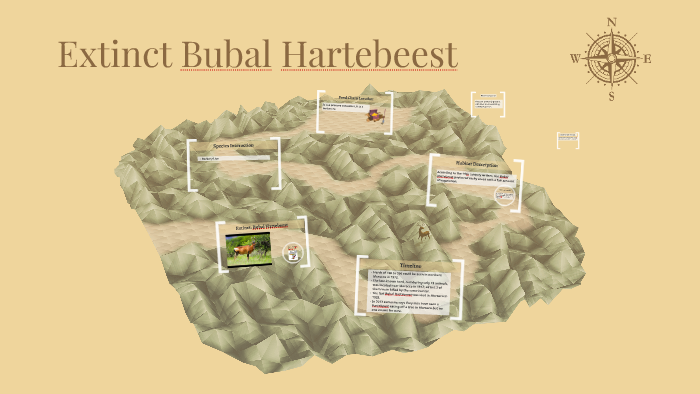 Extinct Bubal Hartebeest by Lily Wenzel on Prezi
