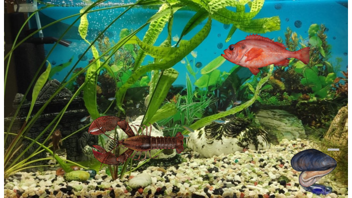 CIG Native Tank by Daryn Clevesy on Prezi