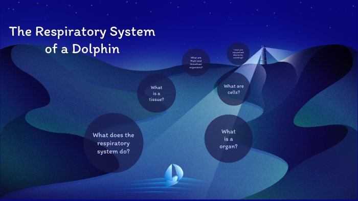 The Respiratory system of a Dolphin by Aimen Fatima on Prezi