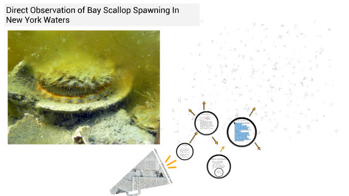 Direct Observation of Bay Scallop Spawning In New York Water by Alexis ...