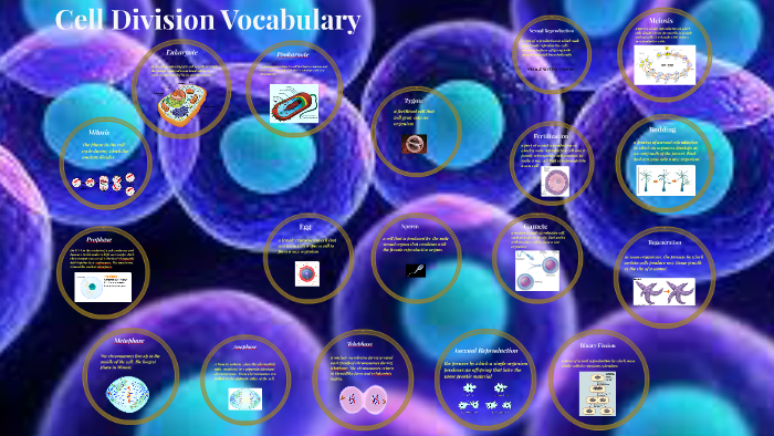 Cell Division Vocabulary by Emily Surcey on Prezi