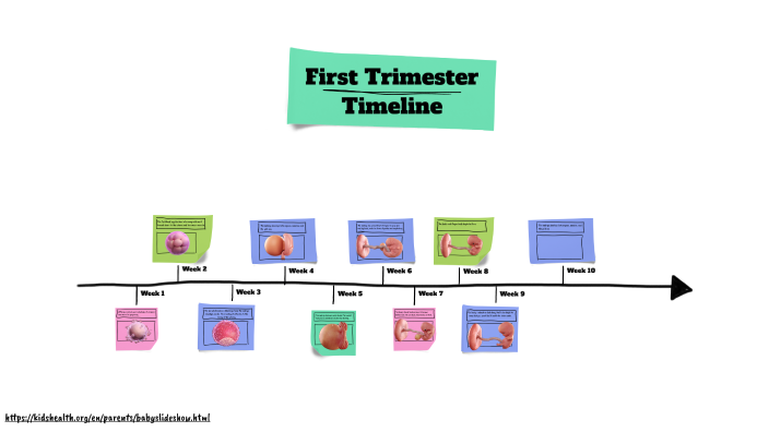 First Trimester timeline by BRIANNA JONES on Prezi