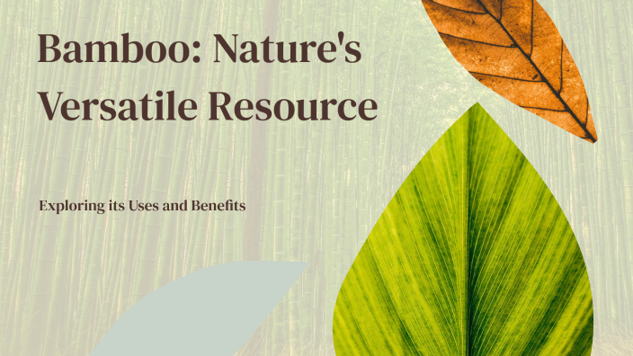 The Versatility of Bamboo by pin pin on Prezi